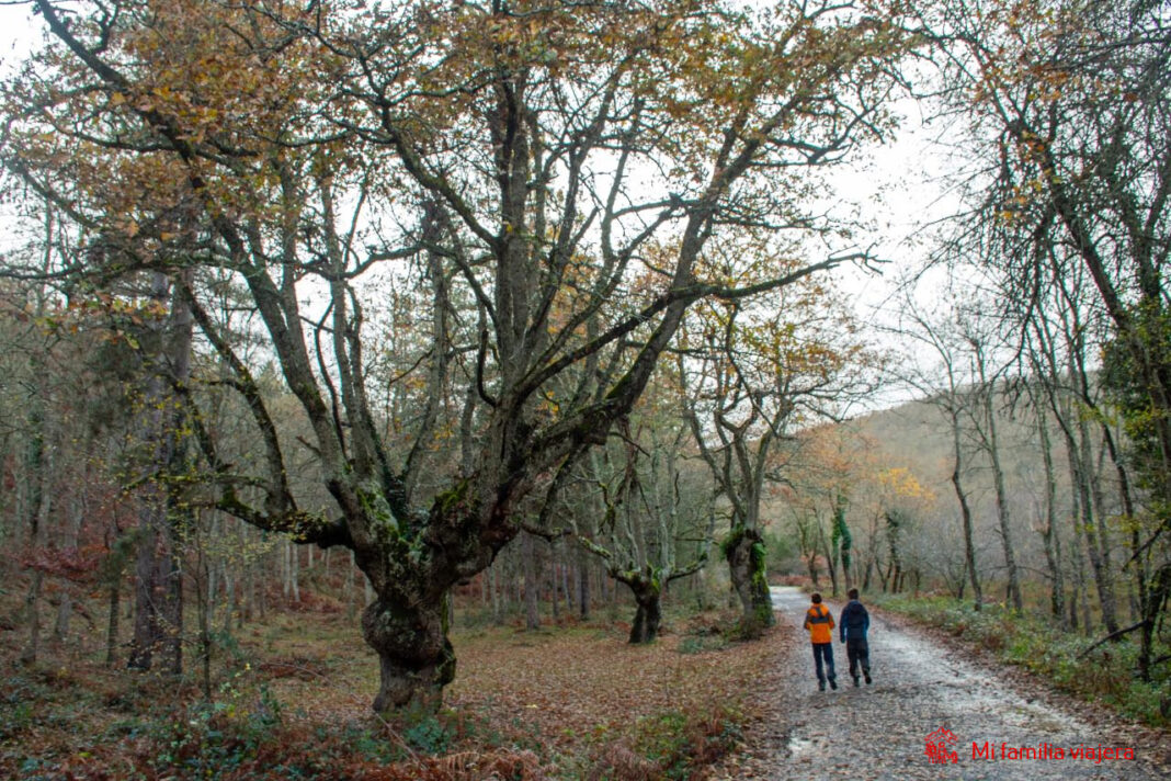 Hayedo de Altube, el bosque encantado del Parque Natural de Gorbeia
